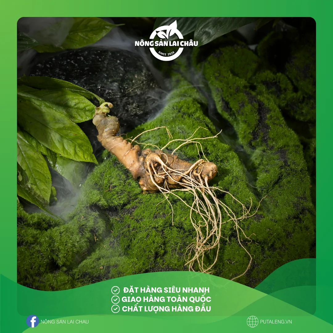 Sâm Lai Châu: Dược Liệu Quý Hiếm, Tăng Cường Sức Khỏe Toàn Diện - Nông ...